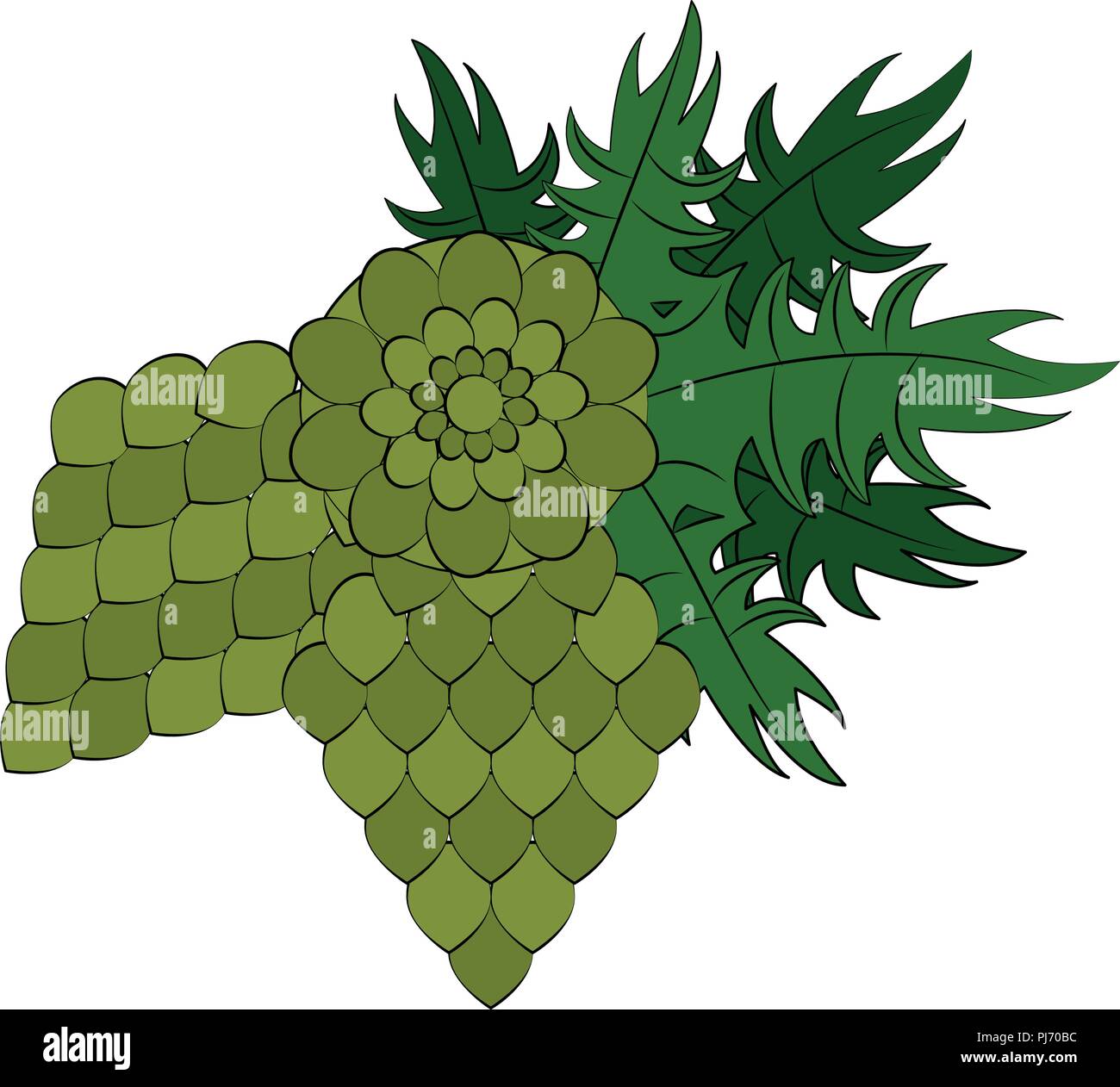 Hop plant Stock Vector Images - Alamy