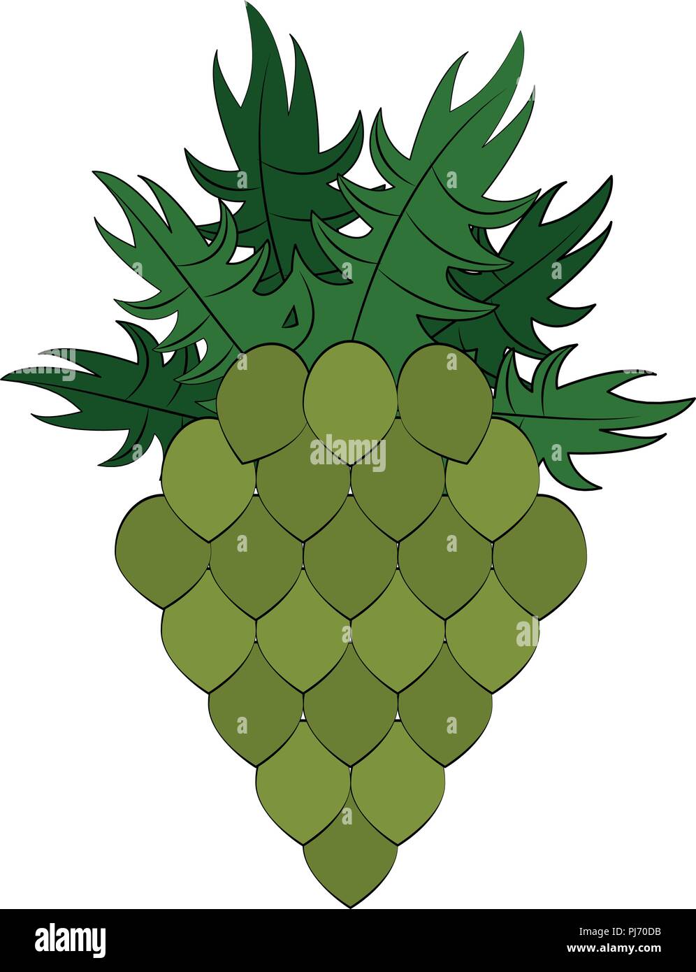 Hop plant isolated Stock Vector Image & Art - Alamy