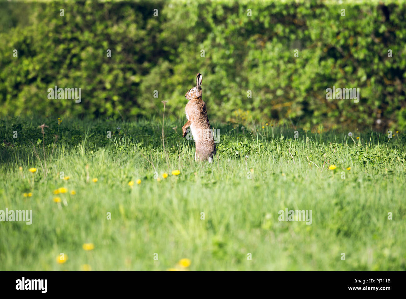 European hare Lepus running in its natural habitat Stock Photo - Alamy