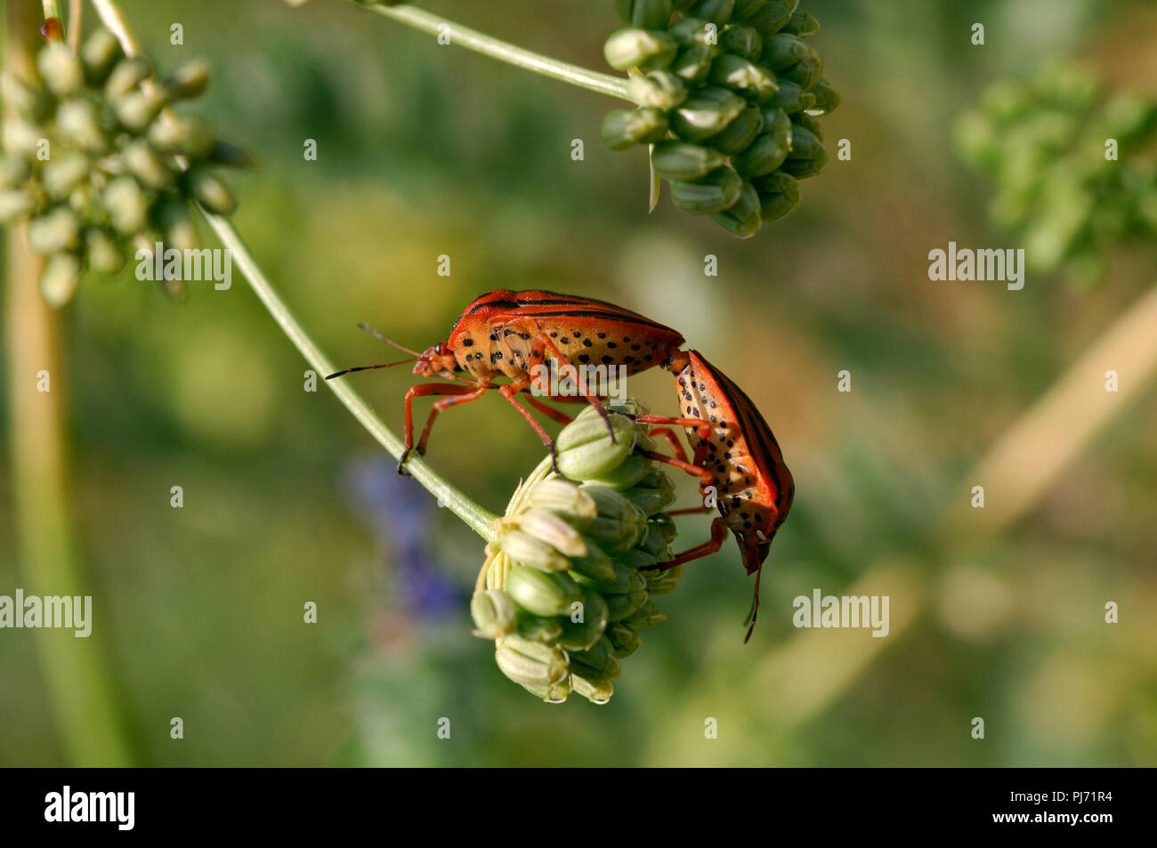 Firebug - Mating (Pyrrhocoris apterus) Gendarme - Cherche-midi ...