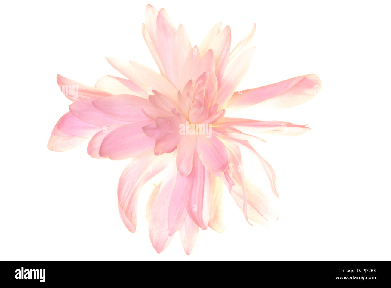 Single Pink Flower on White Background Stock Photo - Alamy