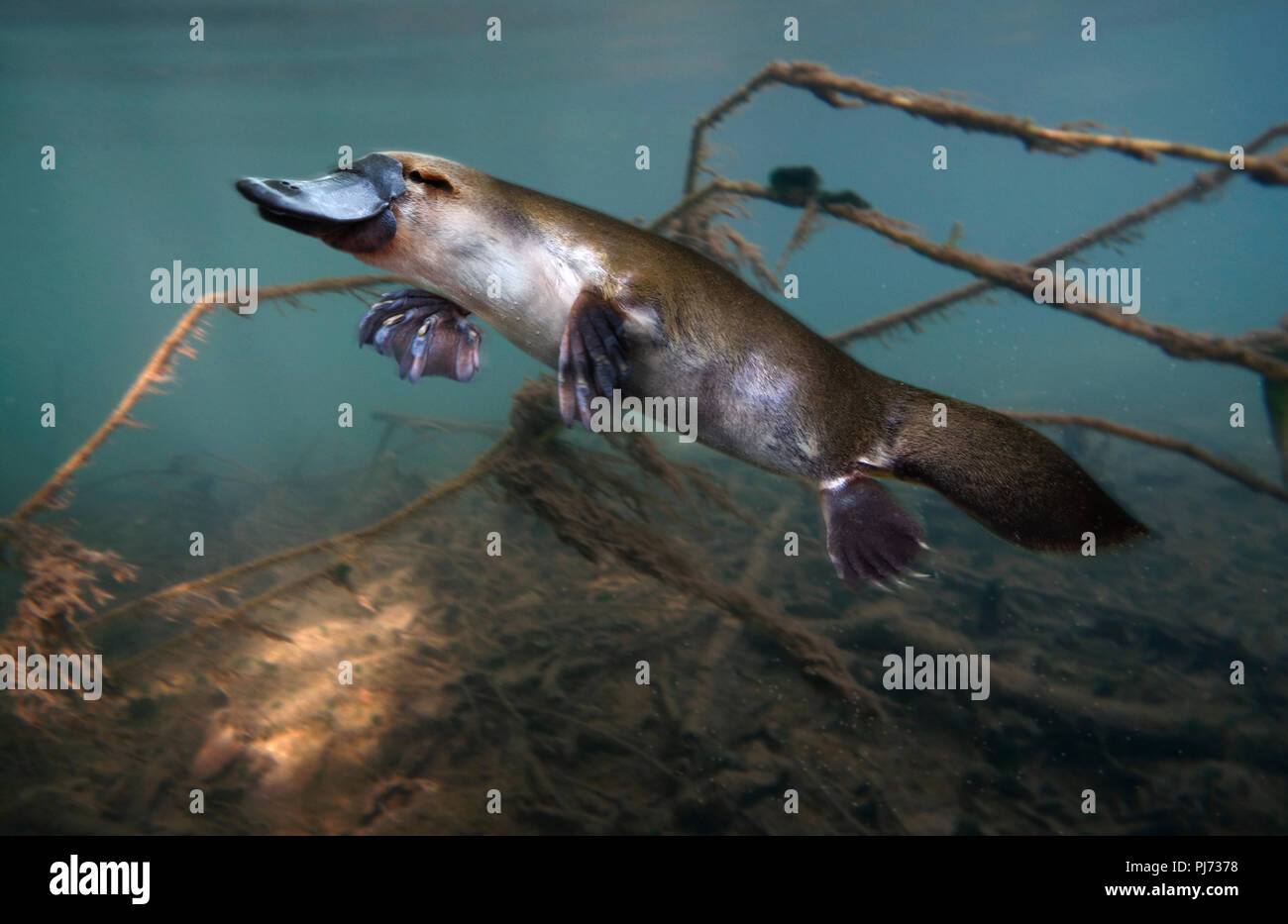 Underwater Duck High Resolution Stock Photography and Images - Alamy