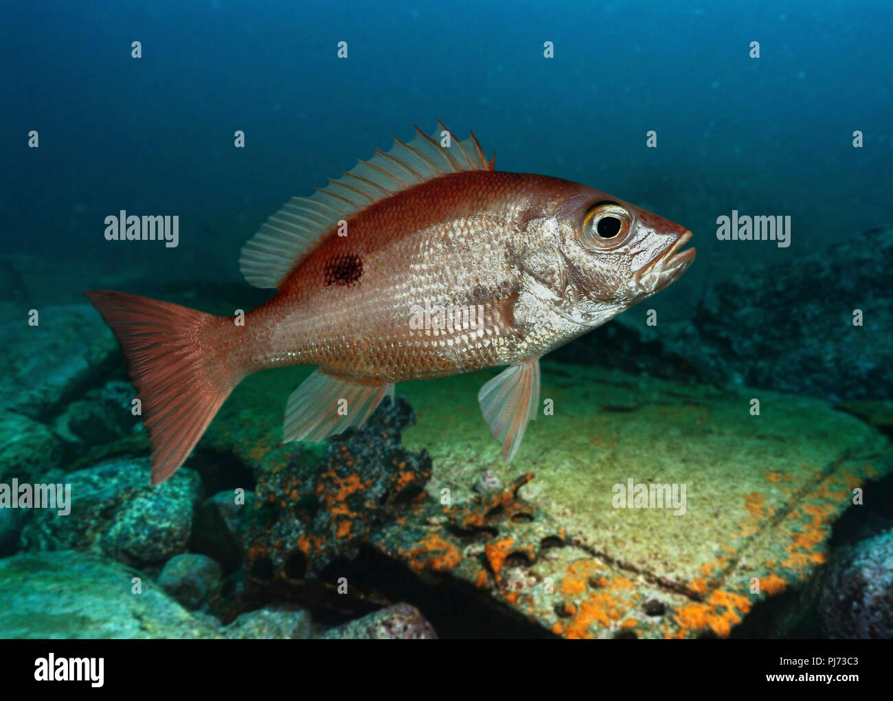 Campechanus Stock Photos & Campechanus Stock Images - Alamy