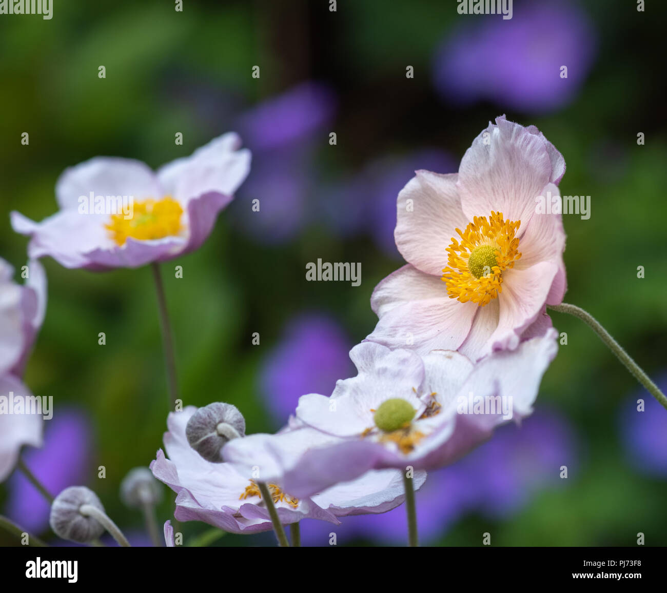 Autumn anemone hi-res stock photography and images - Alamy