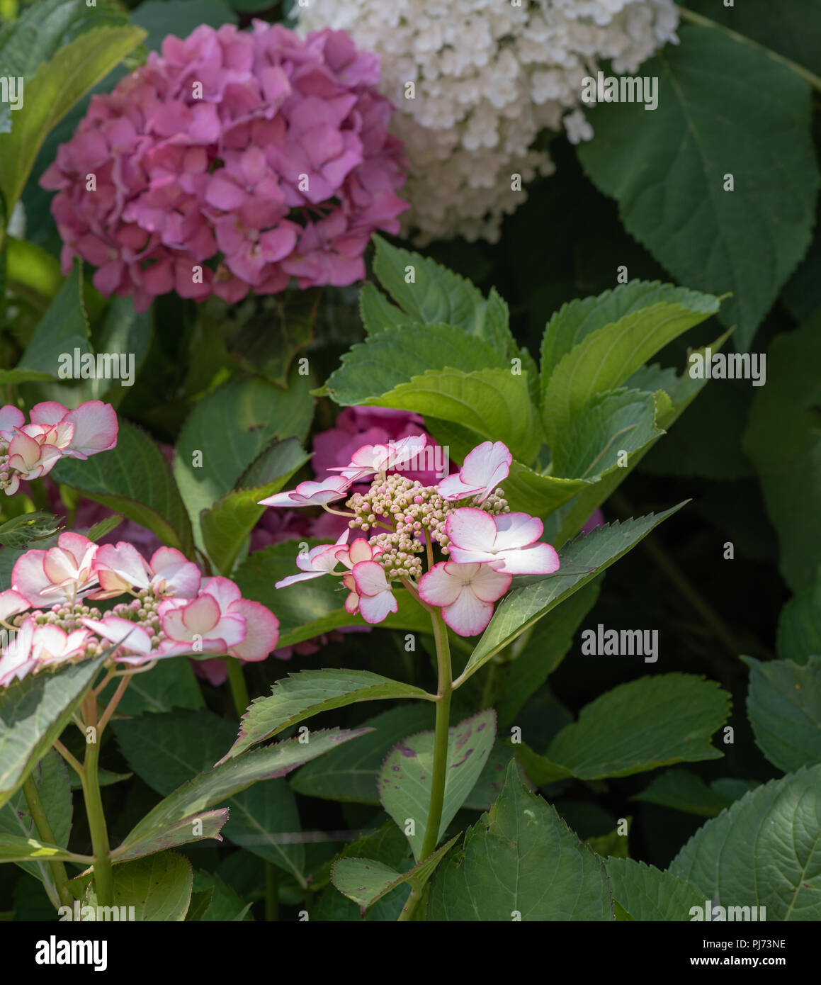 Color outdoor floral macro of a flowering pink white young hydrangea/hortensia blossom. petals ...