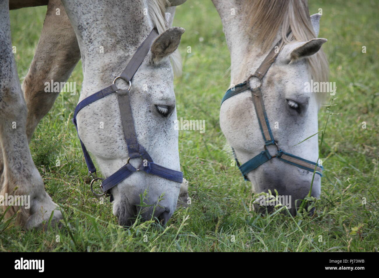 Percheron eyes hi-res stock photography and images - Alamy