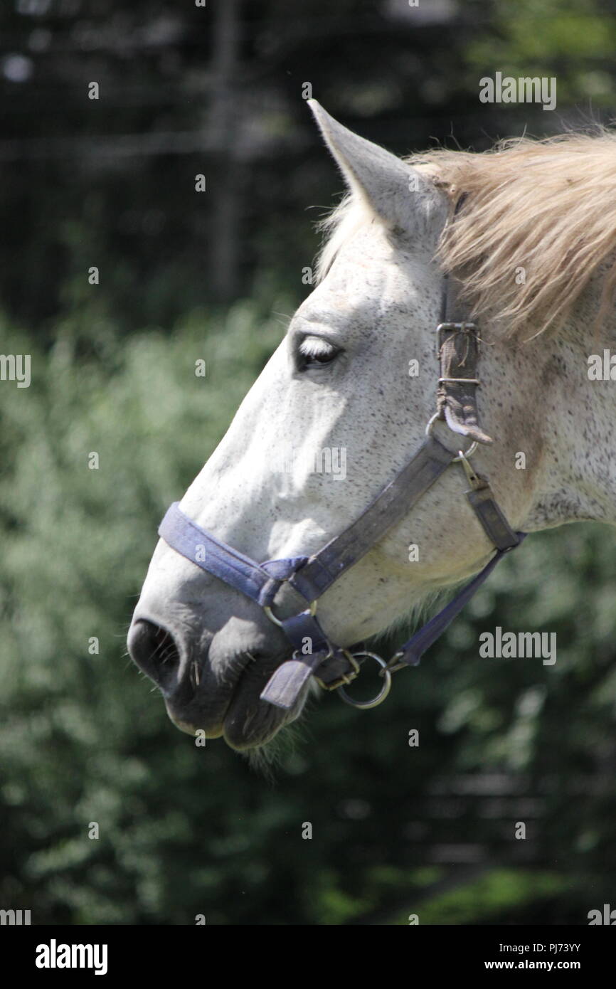 Percheron Horse High Resolution Stock Photography and Images - Alamy