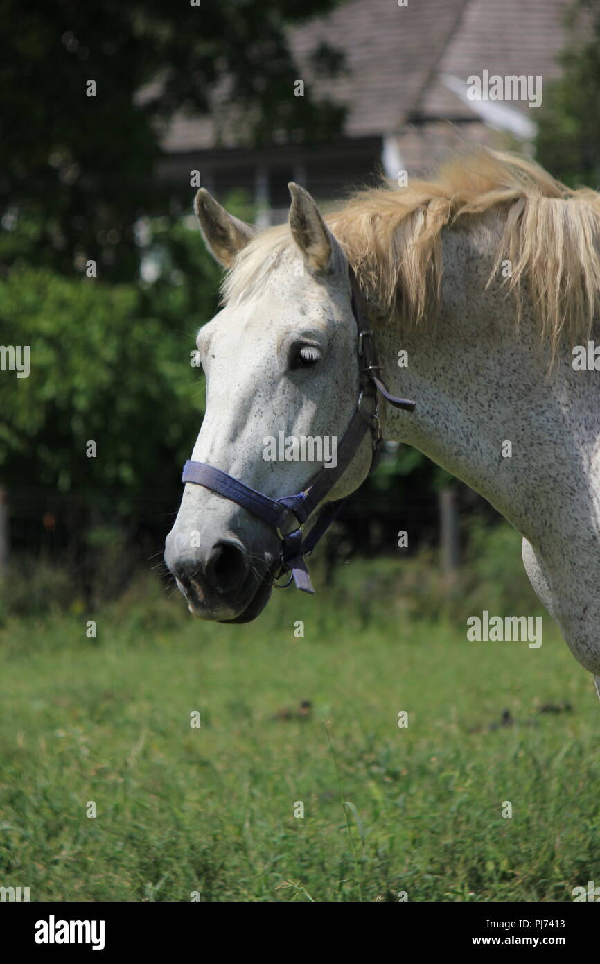 Percheron eyes hi-res stock photography and images - Alamy