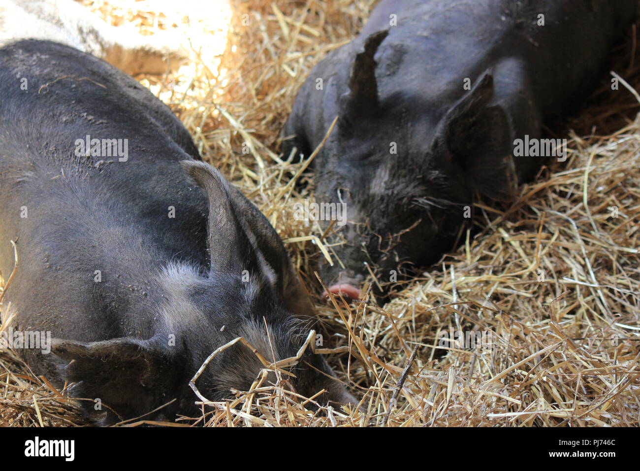 Domestic pigs, Sus scrofa domesticus, living in their own pig pen Stock ...