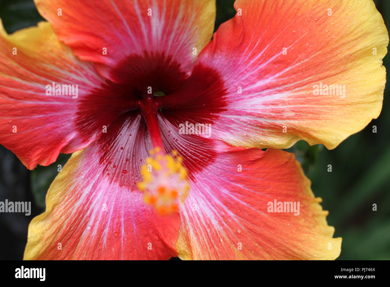 Calyces hi-res stock photography and images - Alamy