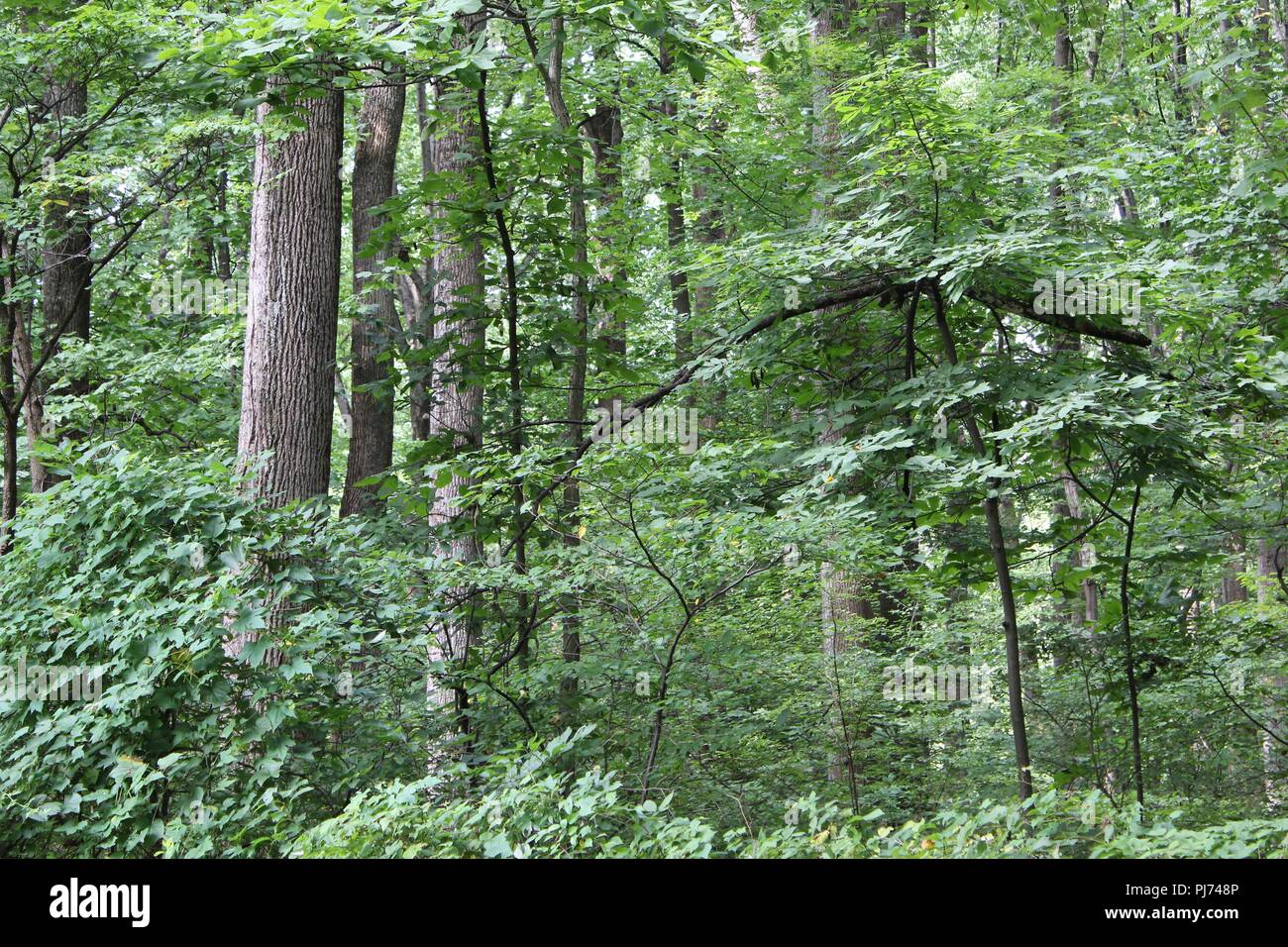 Close up view of trees hi-res stock photography and images - Alamy