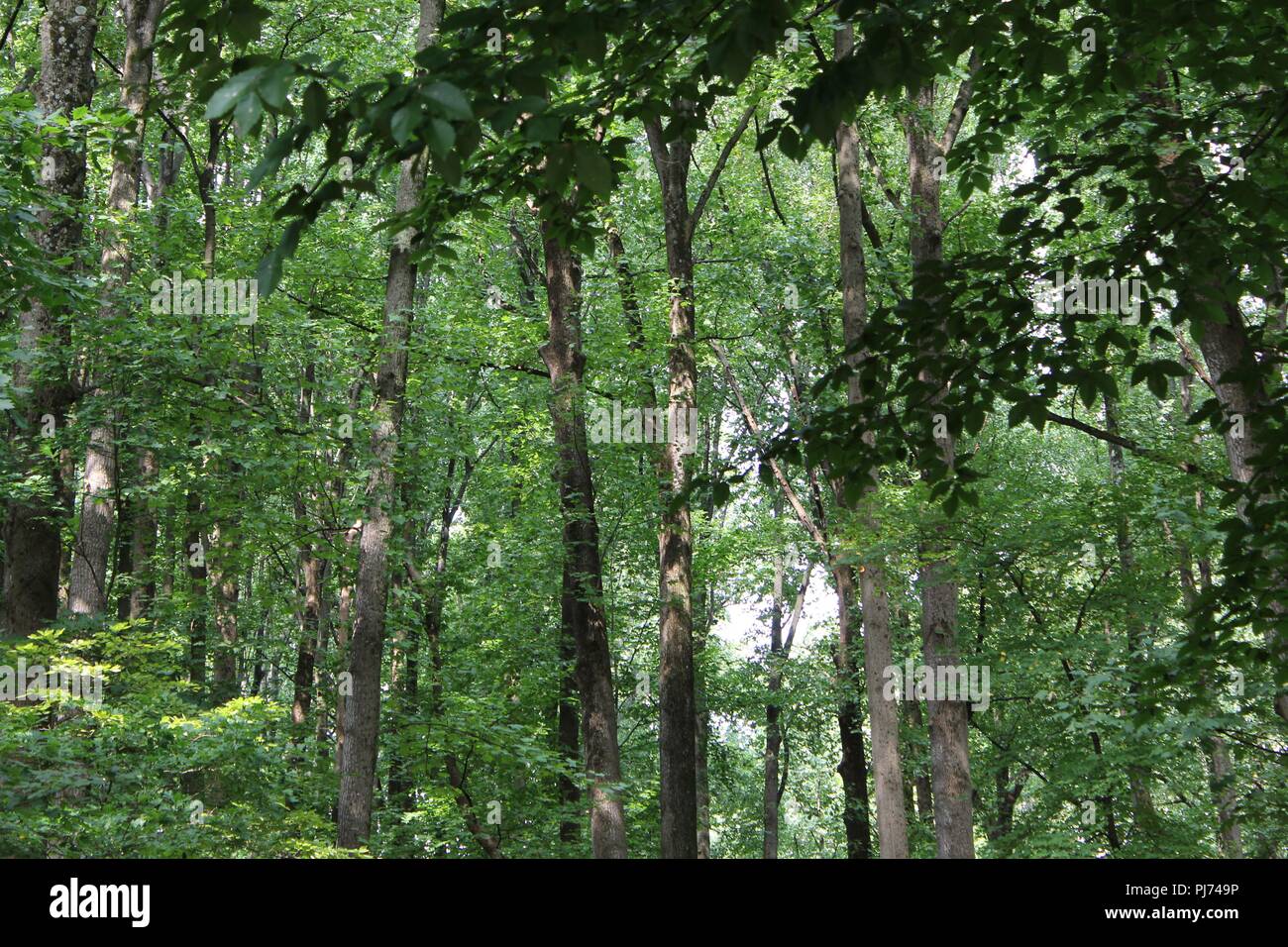 Inside a forest hi-res stock photography and images - Alamy