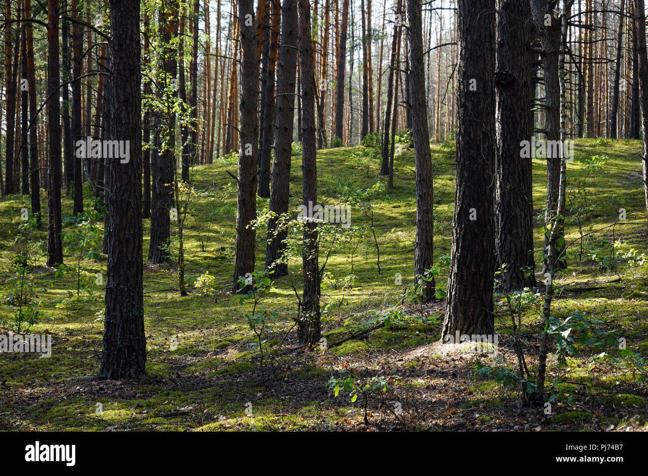Trees and moss in the forest Stock Photo - Alamy