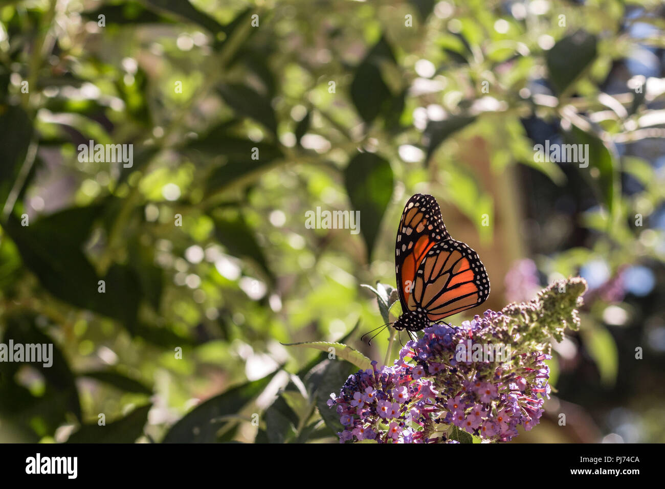 Monarch butterfly on purple butterfly-bush lit by summer sun light ...