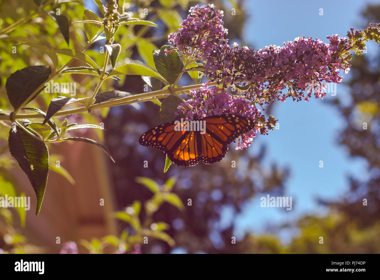 Monarch butterfly on purple butterfly-bush lit by summer sun light ...