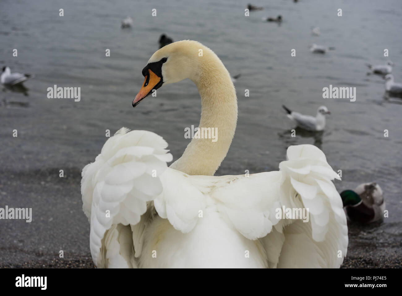 beautiful white swan back view with opened wings and lake with birds ...