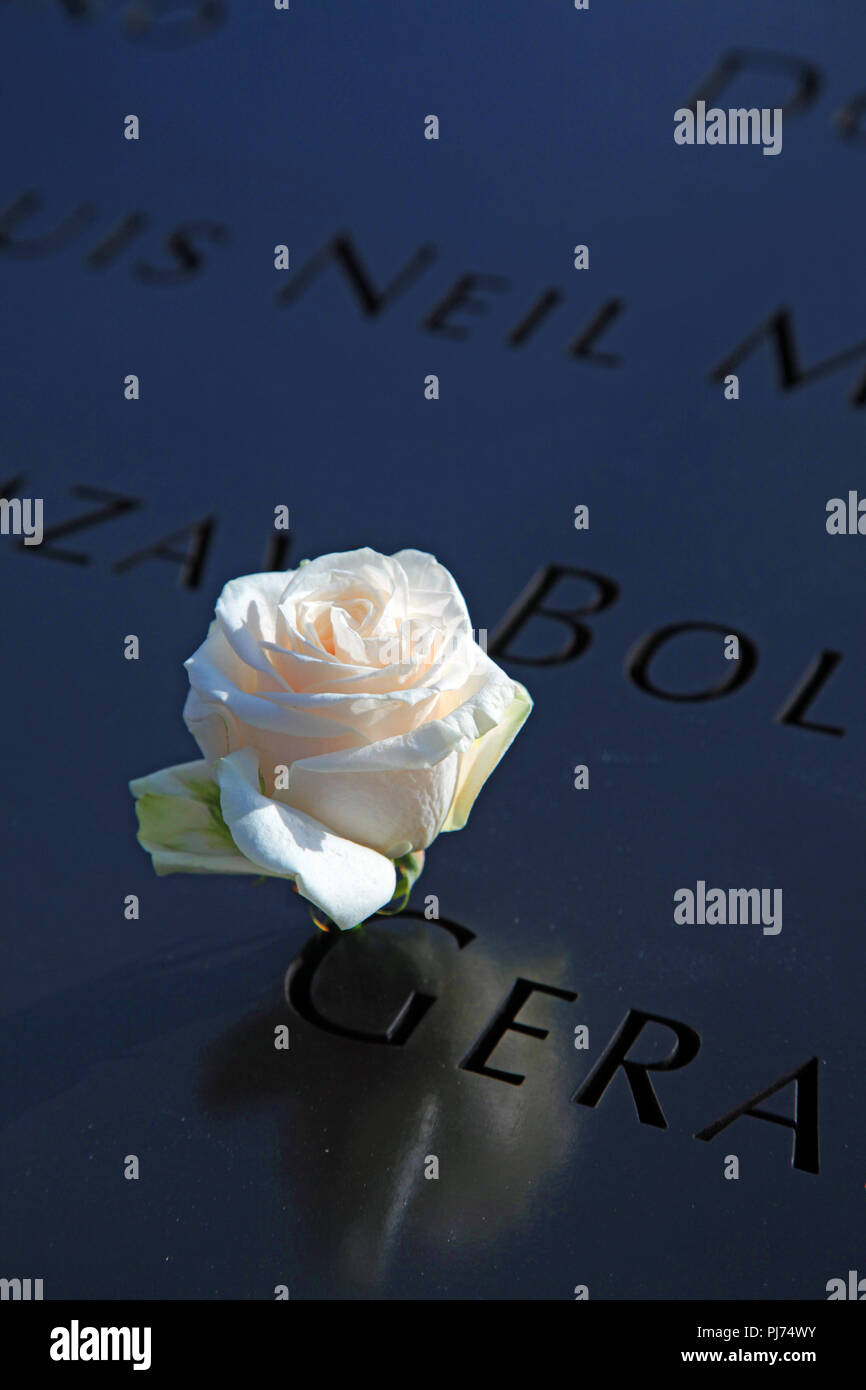 A white rose at Ground Zero Stock Photo - Alamy