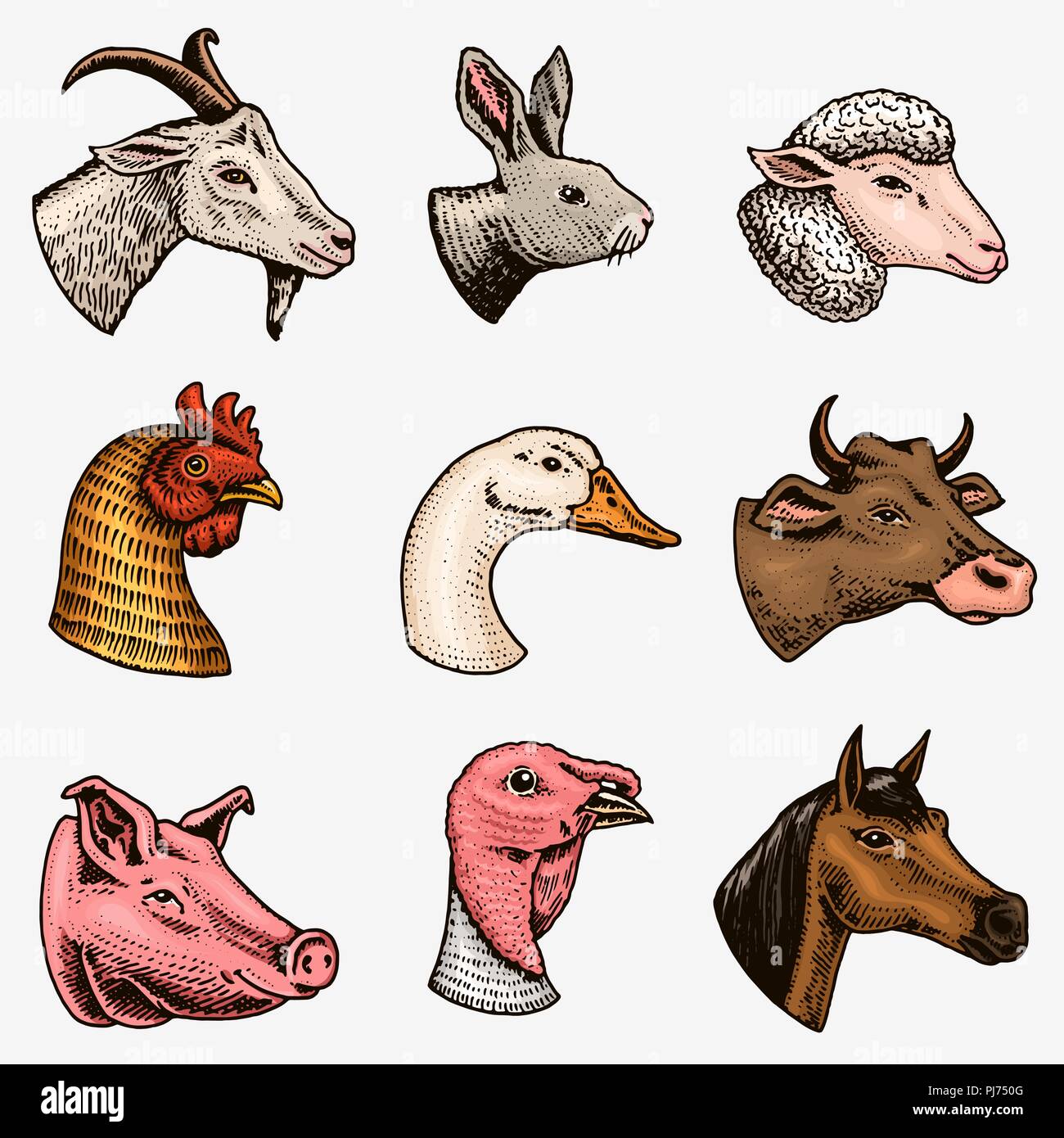 Farm animals. Head of a domestic horse pig goat cow alpaca llama rabbit ...