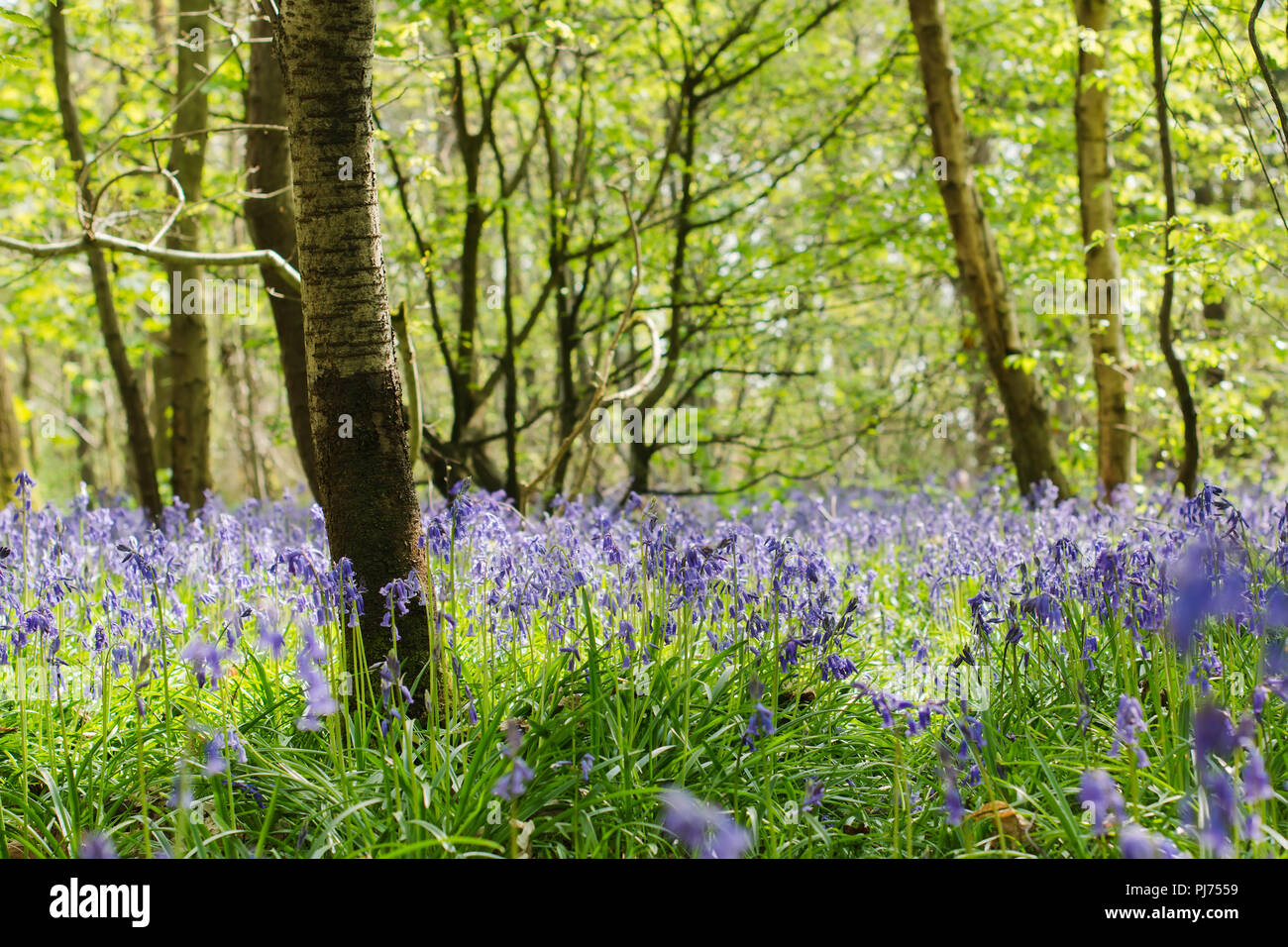 Bluebell forest scene hi-res stock photography and images - Alamy