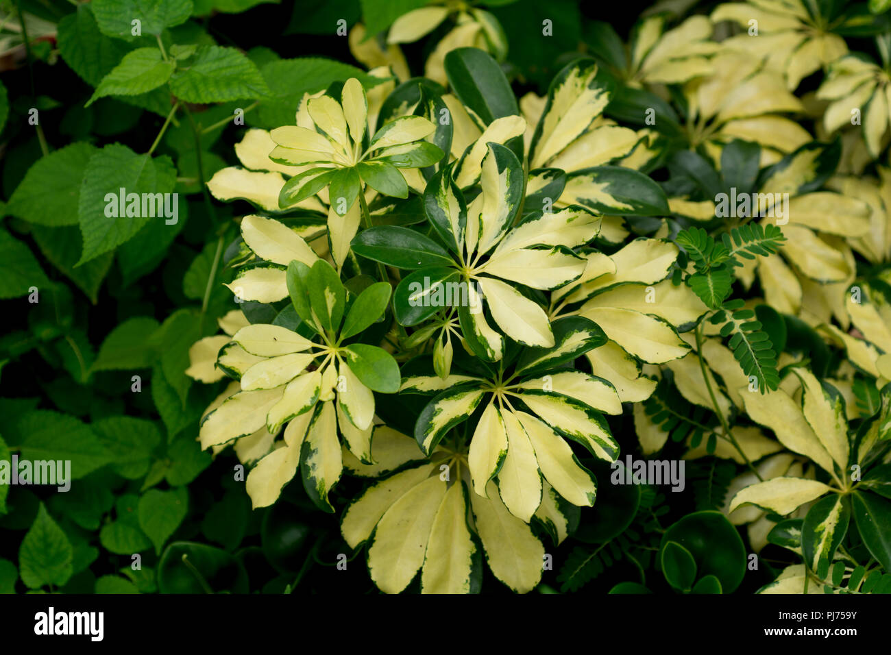 Dwarf schefflera hi-res stock photography and images - Alamy