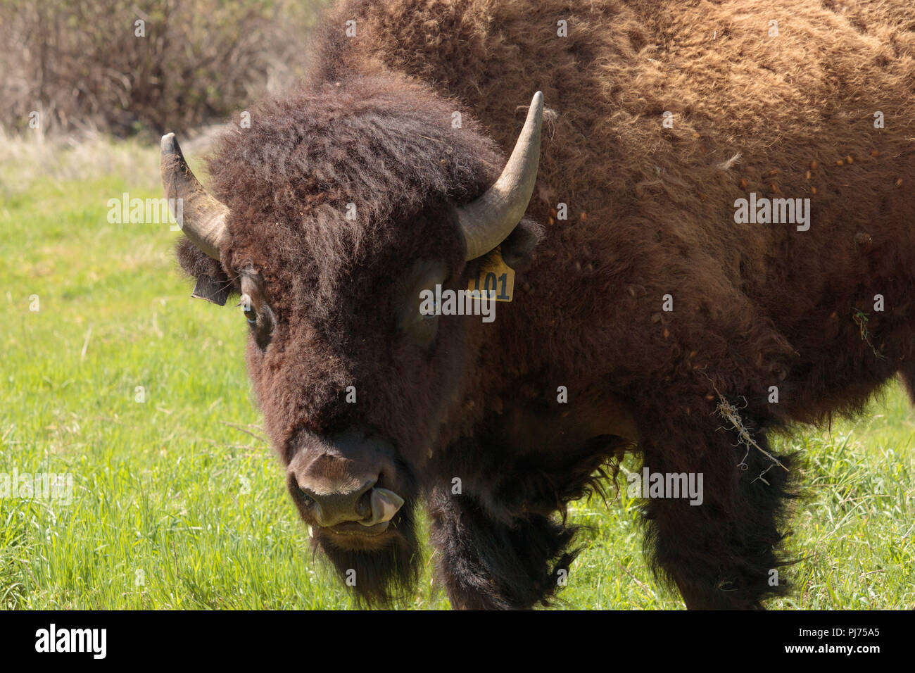 Bison meat hi-res stock photography and images - Alamy