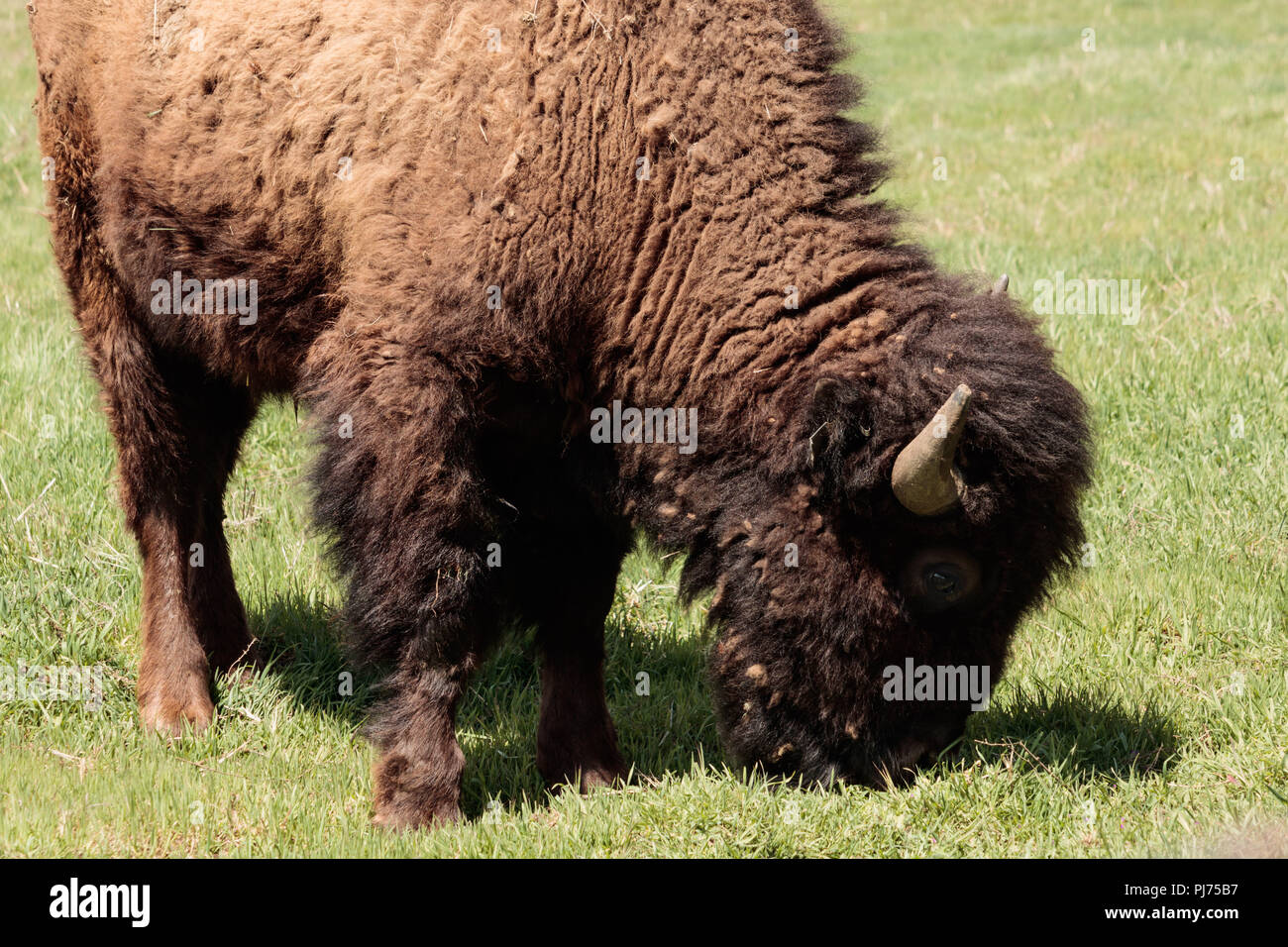 Bison meat hi-res stock photography and images - Alamy