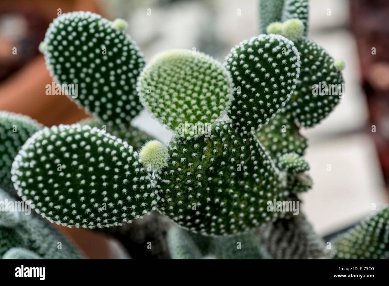 Spiny cactus hi-res stock photography and images - Alamy