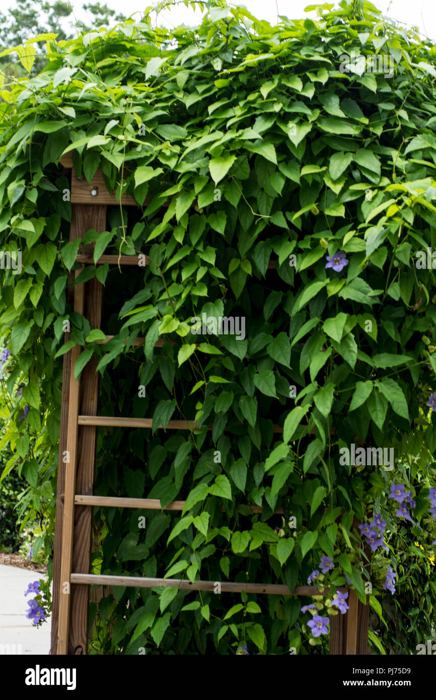 Hanging vine hi-res stock photography and images - Alamy