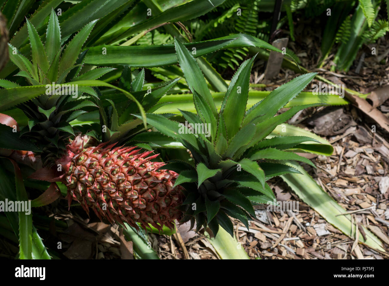 Pinapple plant hi-res stock photography and images - Alamy