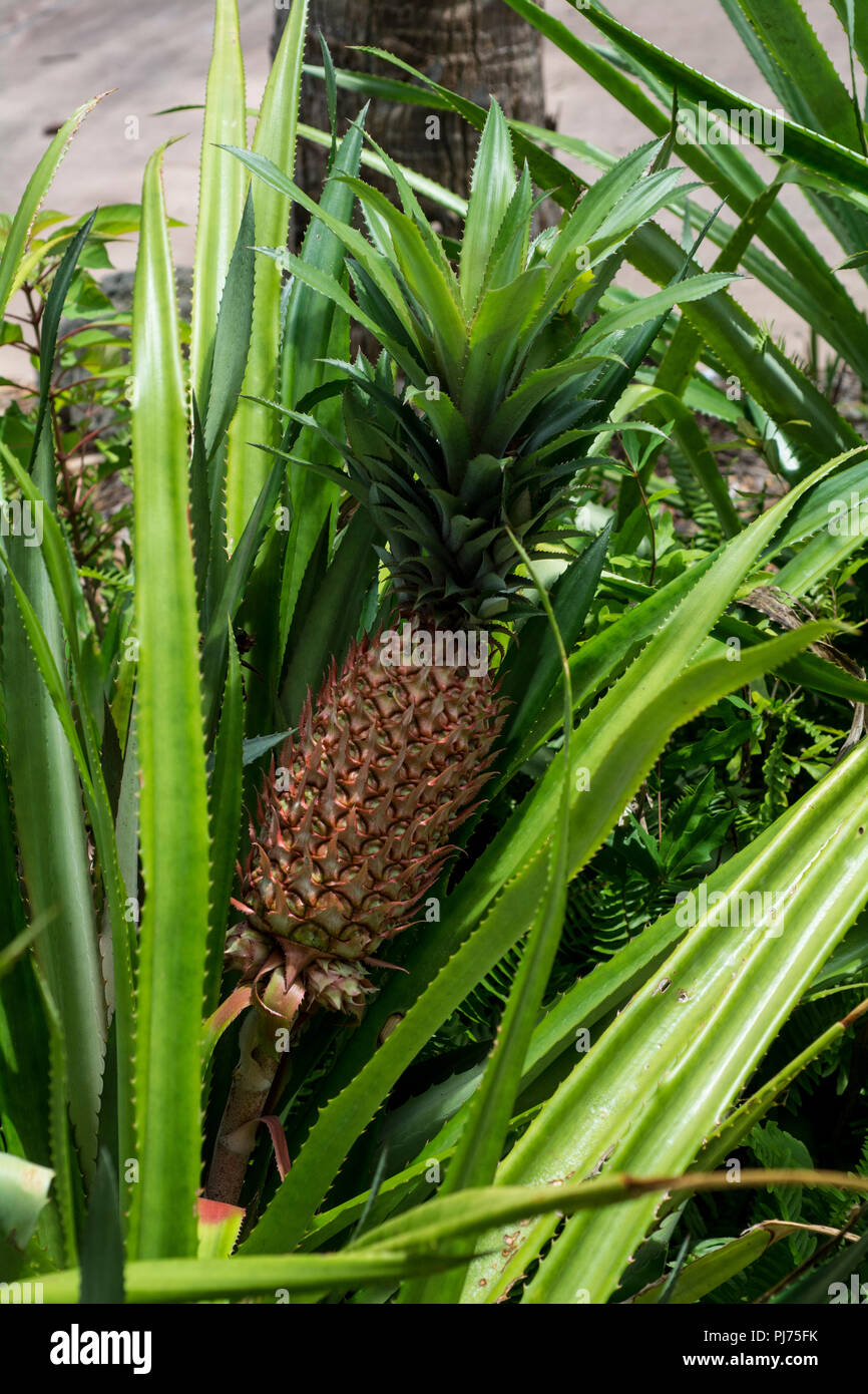 pineapple plant in wild Stock Photo - Alamy