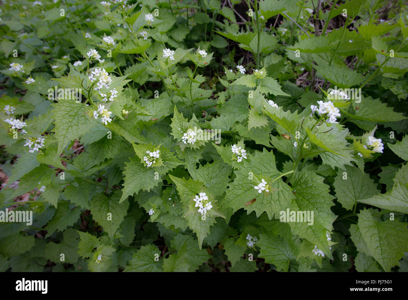 Nettle Flowers High Resolution Stock Photography and Images - Alamy