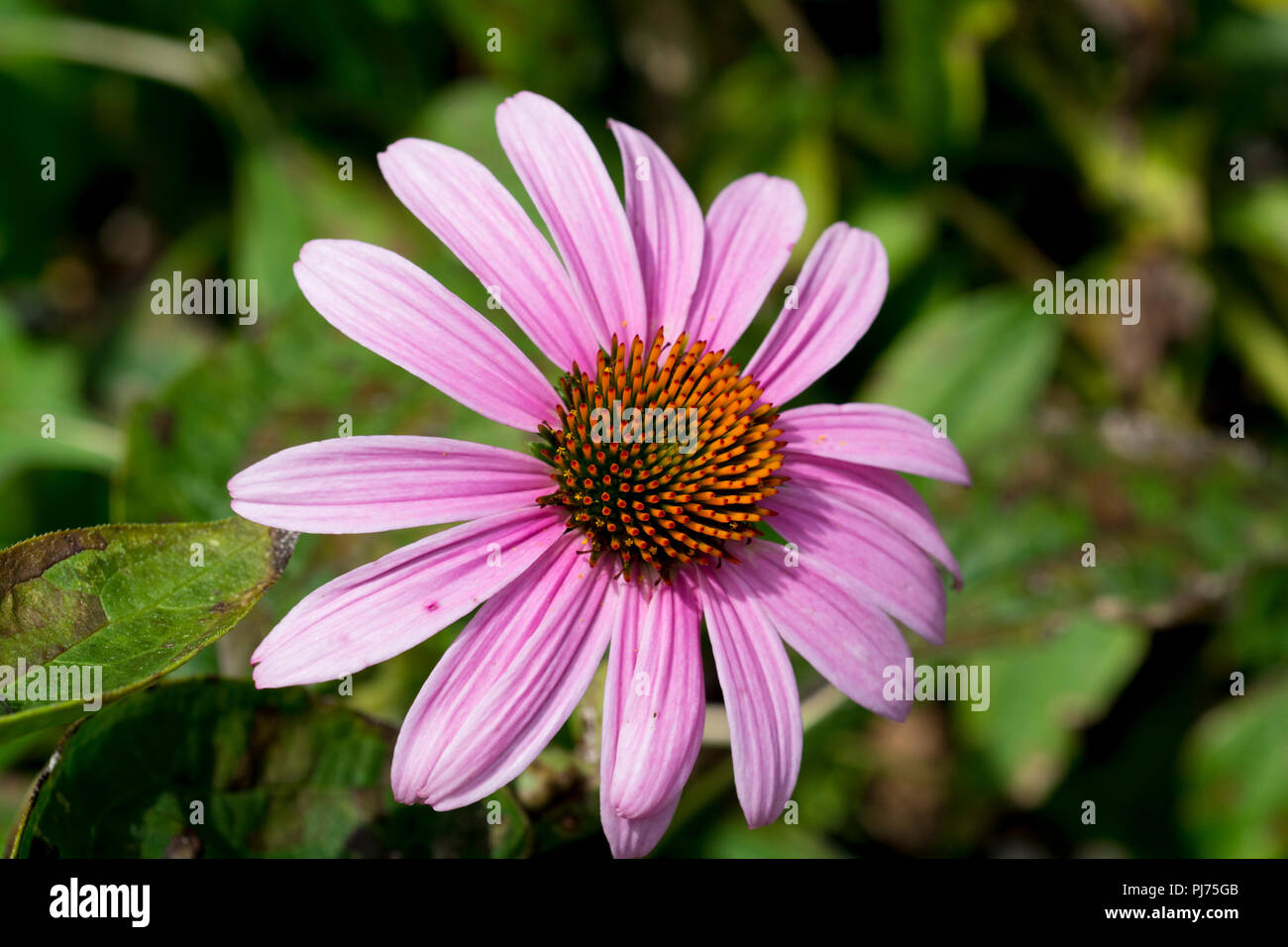 Pinapple flower hi-res stock photography and images - Alamy