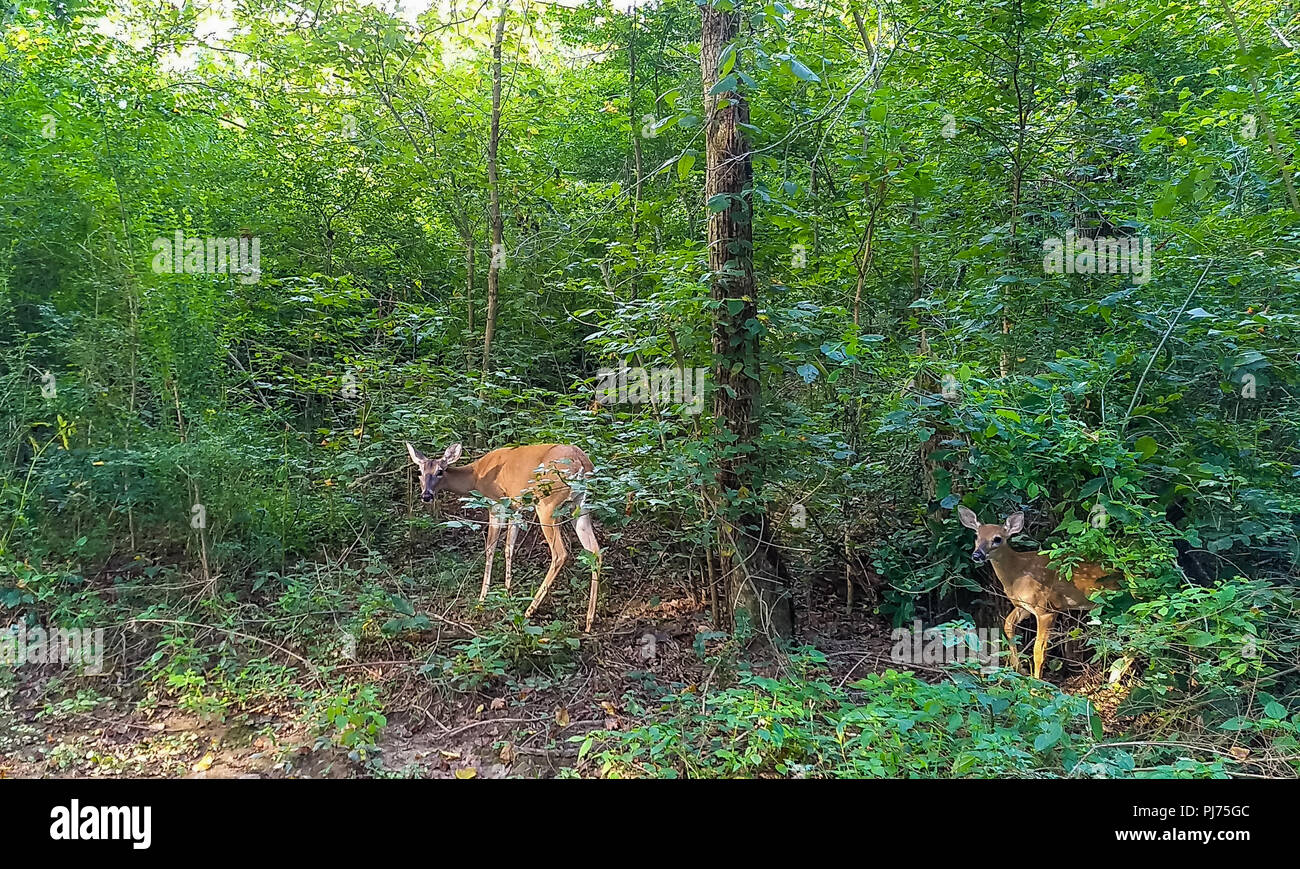 Two Young Deer in Green Forest Looking Up Stock Photo - Alamy