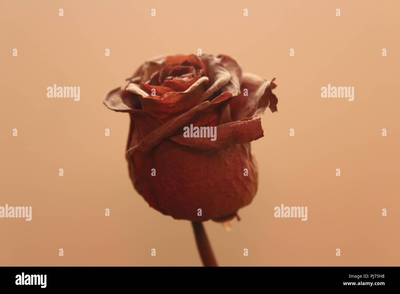 Beauty of rose never die Stock Photo - Alamy