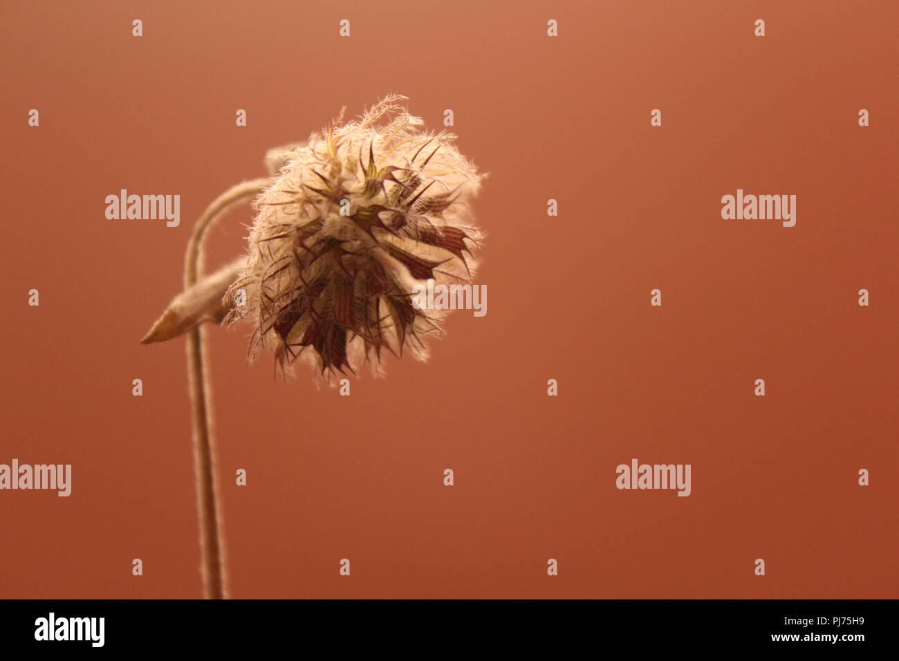 Beauty of dead flower Stock Photo - Alamy