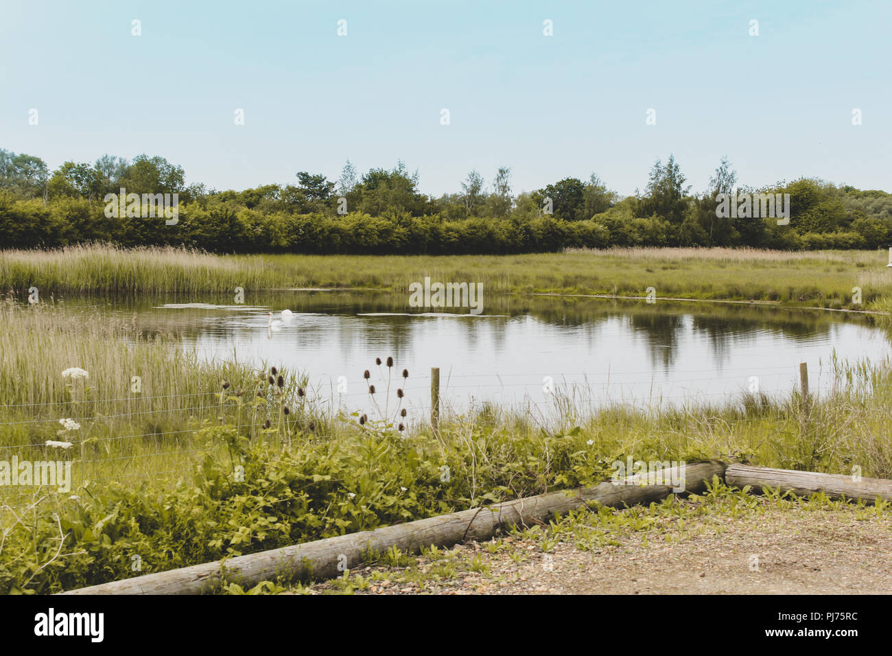 Small lake surrounded hi-res stock photography and images - Alamy