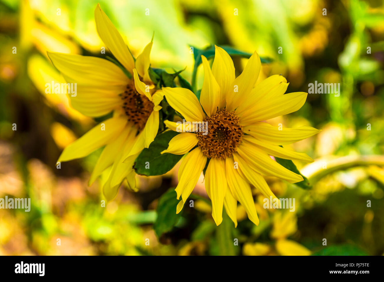 Beautiful sunflowers chilling in shadow Stock Photo - Alamy