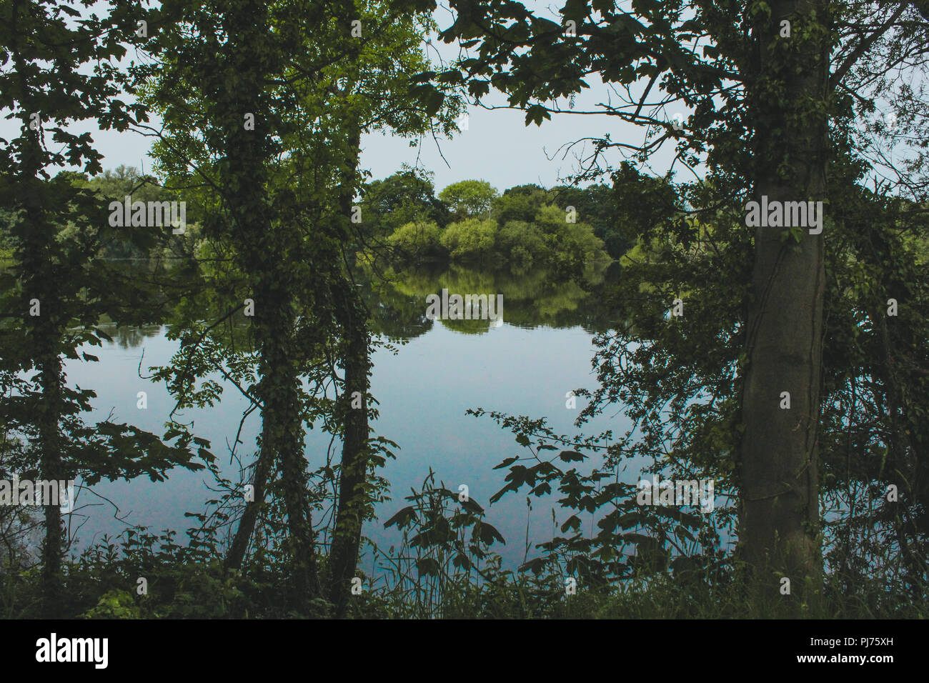 Branches of two trees hi-res stock photography and images - Alamy
