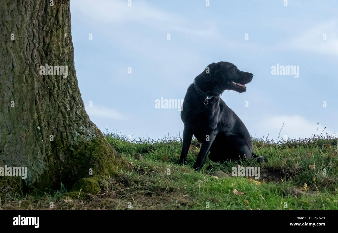 A black labrador sitting next to a large tree trunk. The dog is looking ...