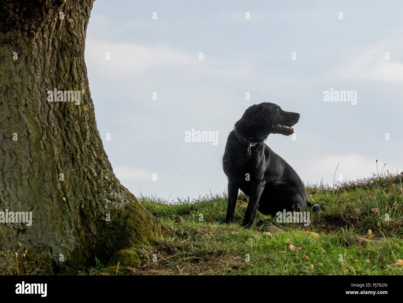 A black labrador sitting next to a large tree trunk. The dog is looking ...