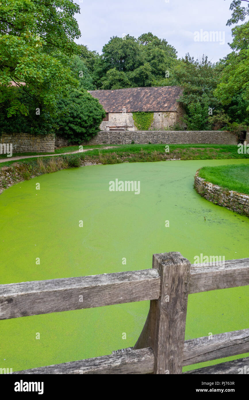 Common duckweed - Lemnoideae - during summer on a moat in Southern ...