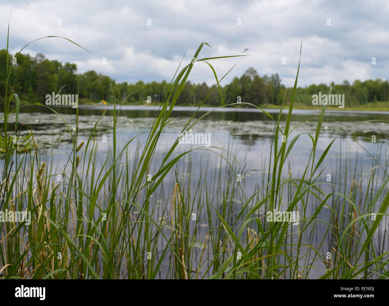 Nature photography from northern USA Stock Photo - Alamy