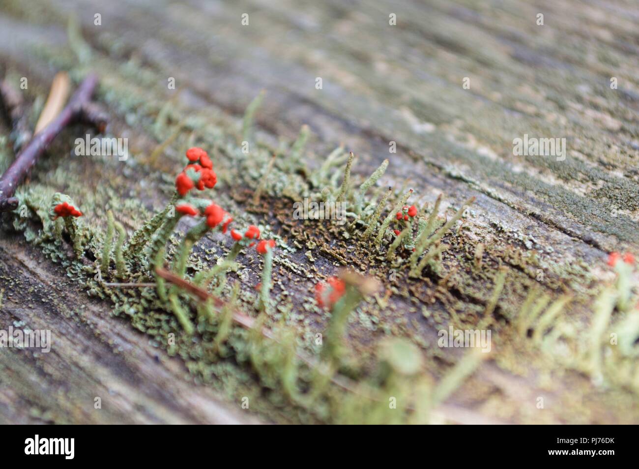 Nature photography from northern USA Stock Photo - Alamy