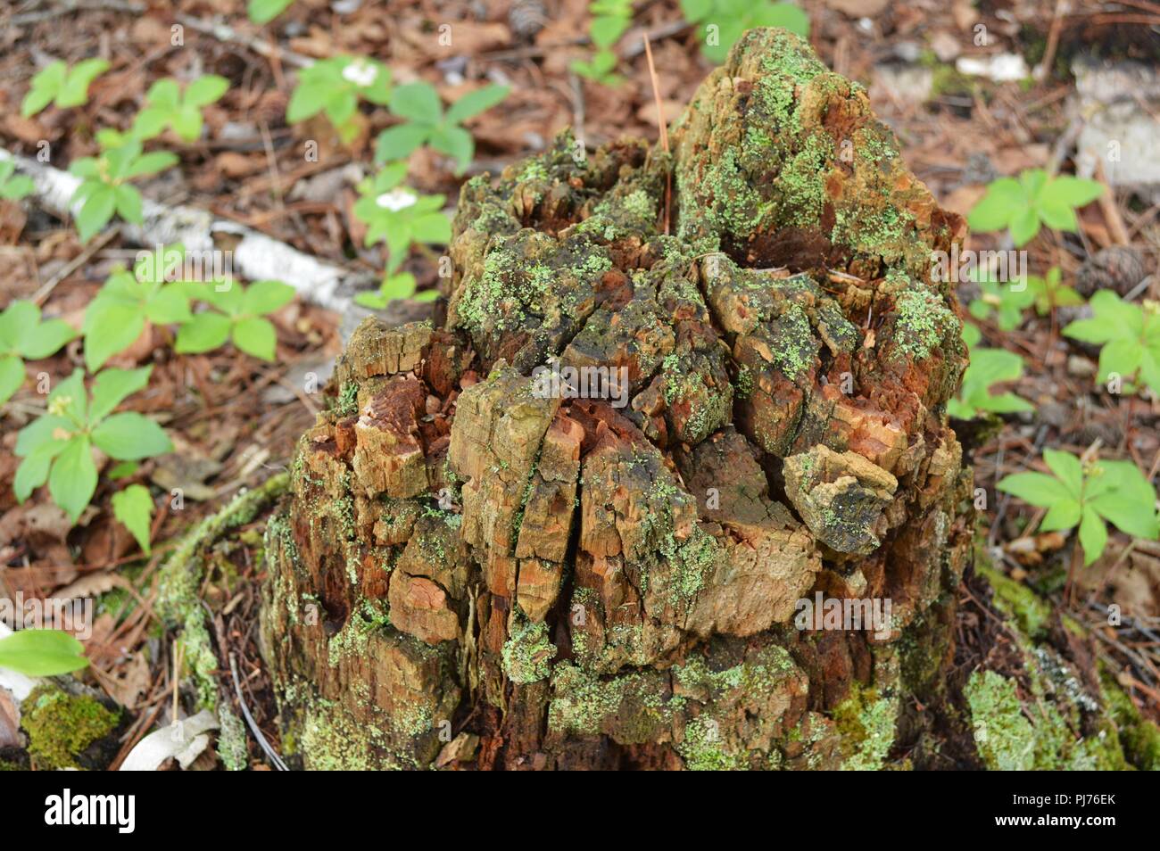 Nature photography from northern USA Stock Photo - Alamy
