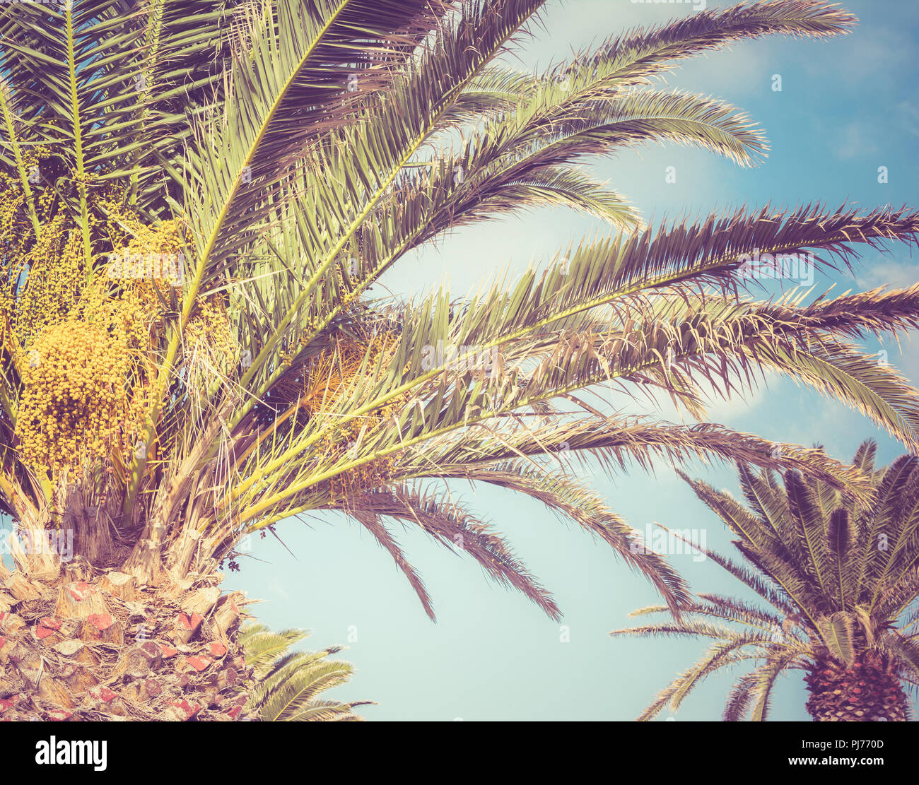 Vintage effect palm trees hi-res stock photography and images - Alamy