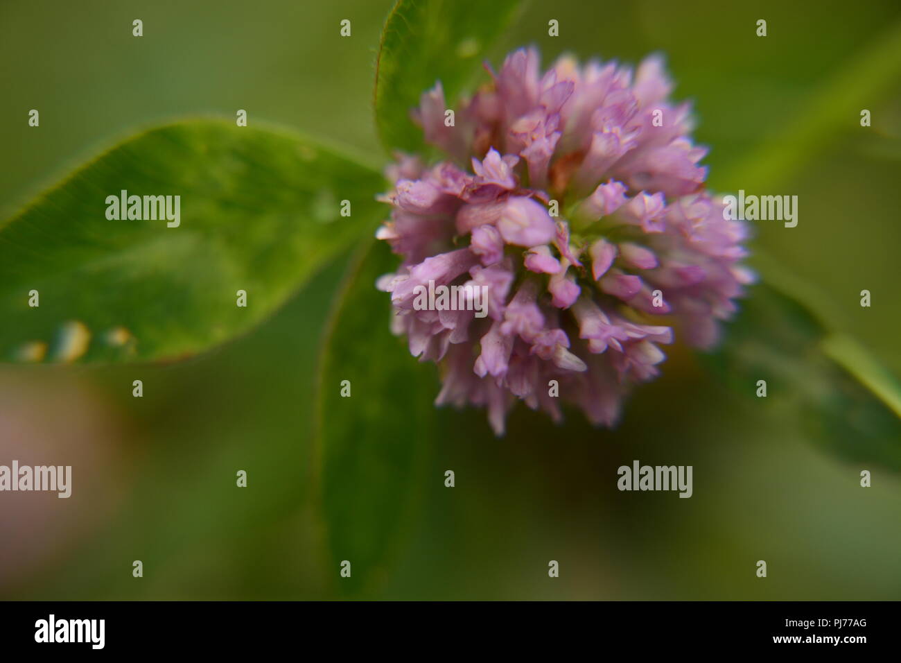 clover flower in violet with greenish background Stock Photo - Alamy