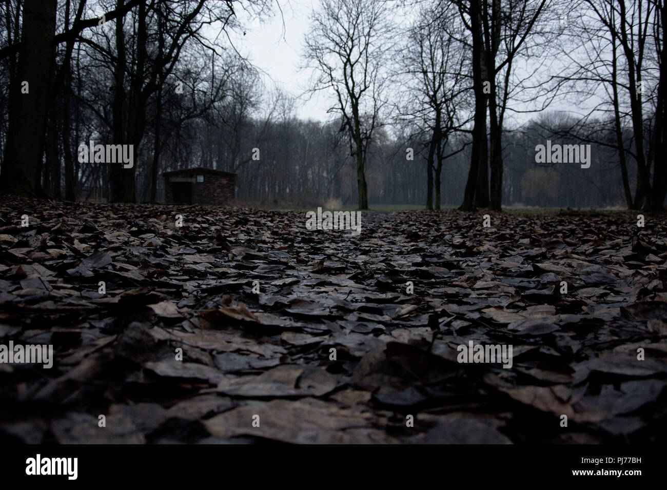 rotten leaves on the ground with trees in the background and a ...