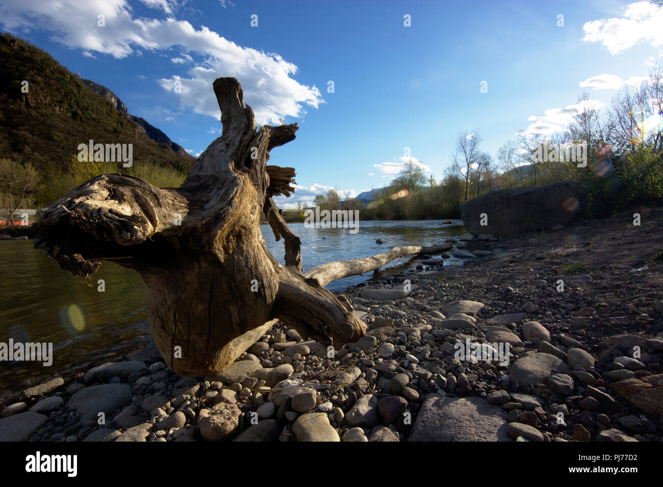 dry trunk of a tree on the shore of a river Stock Photo - Alamy