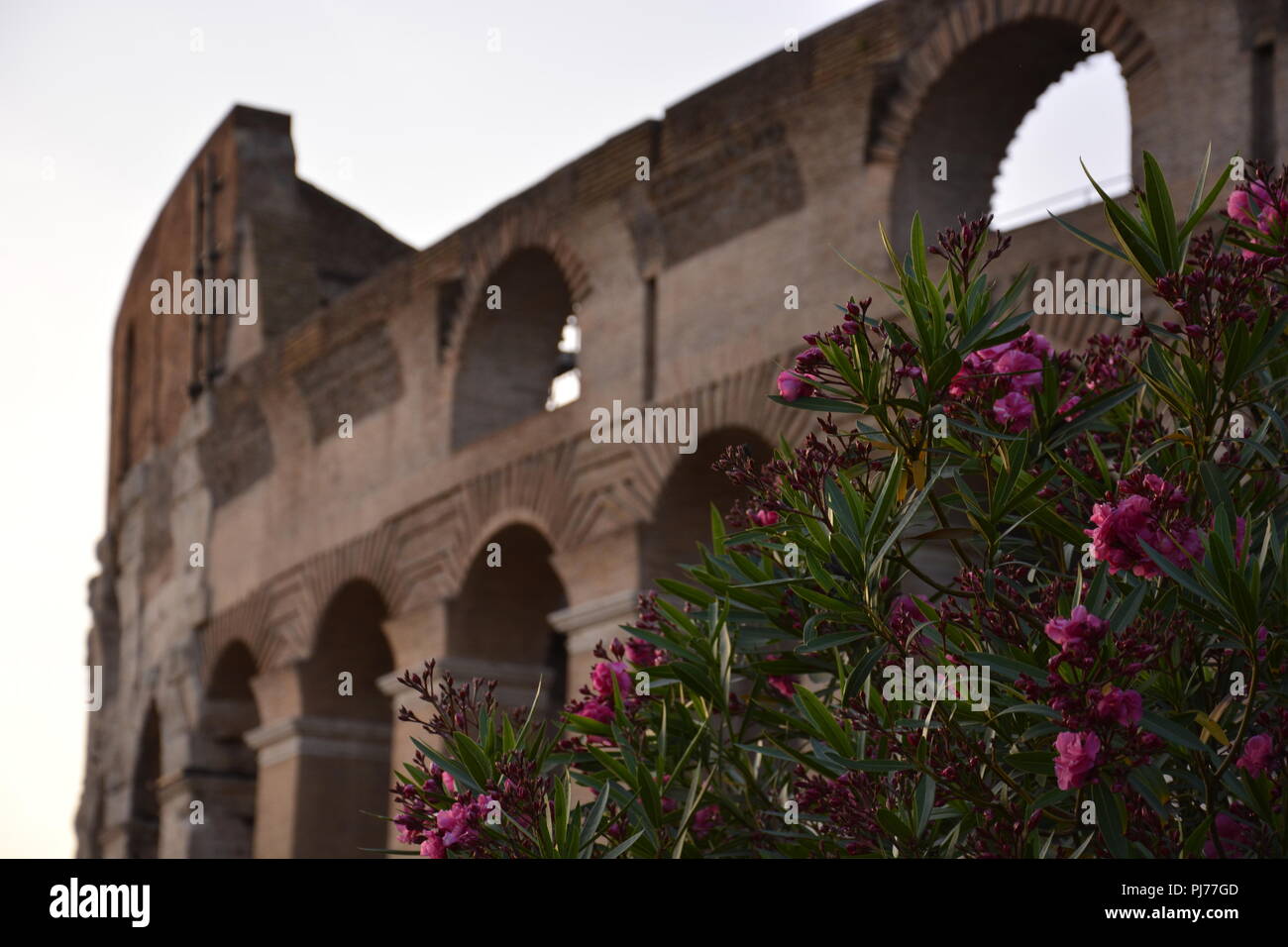 plant growing in front of the colosseum in rome Stock Photo - Alamy