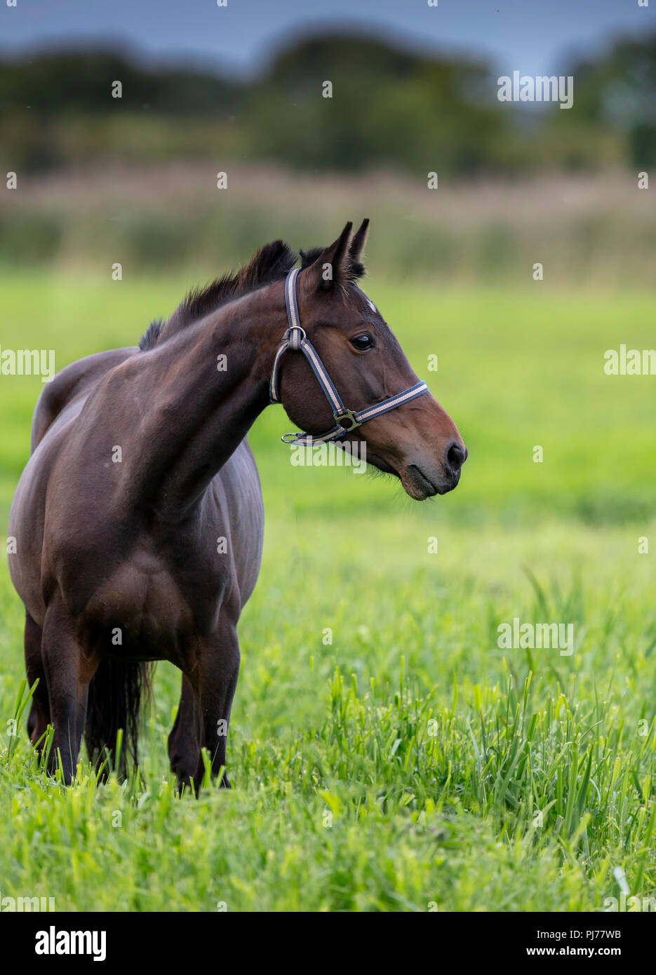 An Irish wetlands horse pictured in Wetlands near Thurles, County ...